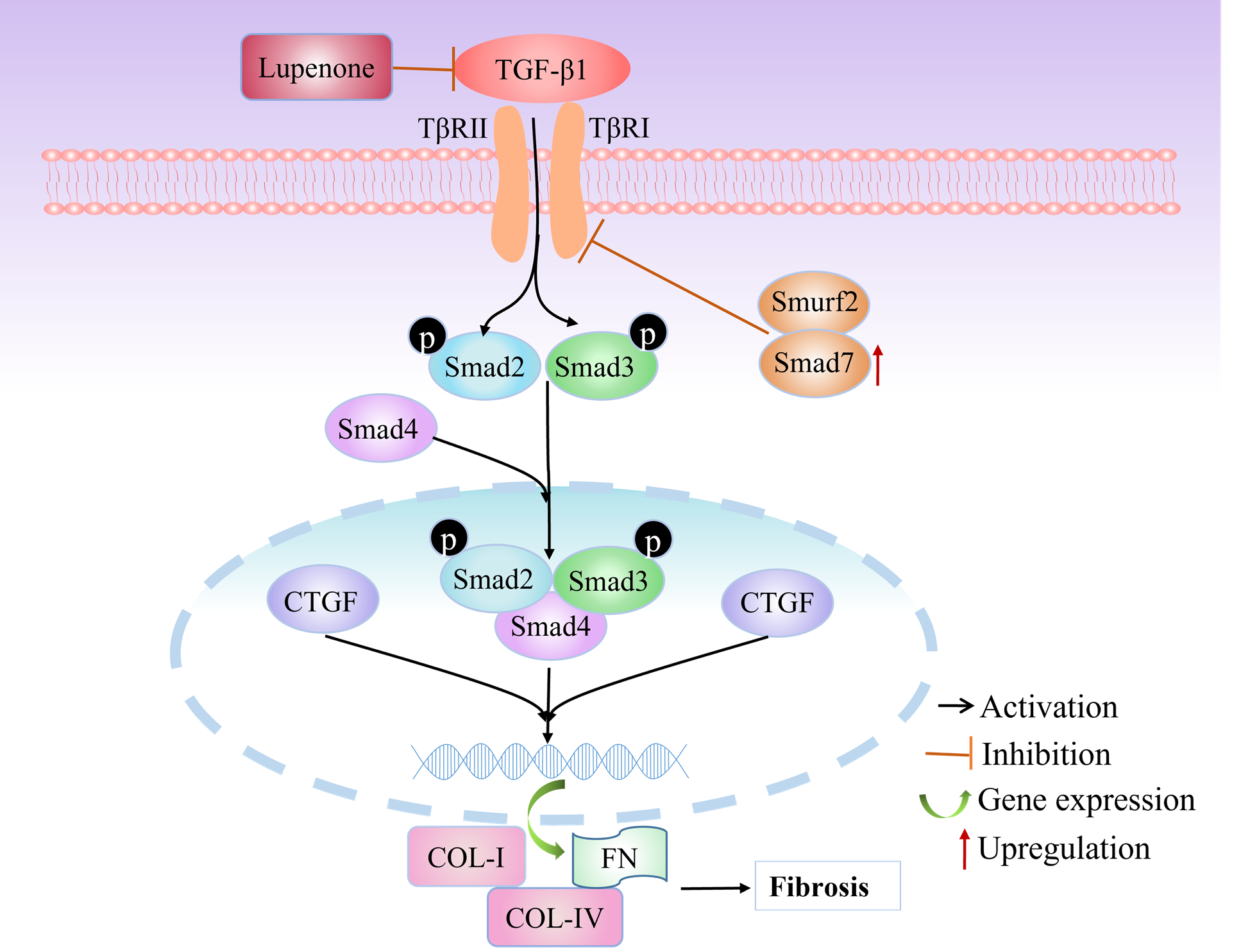 Molecular docking combined with in vitro validation study to explore the effect of lupenone on ...